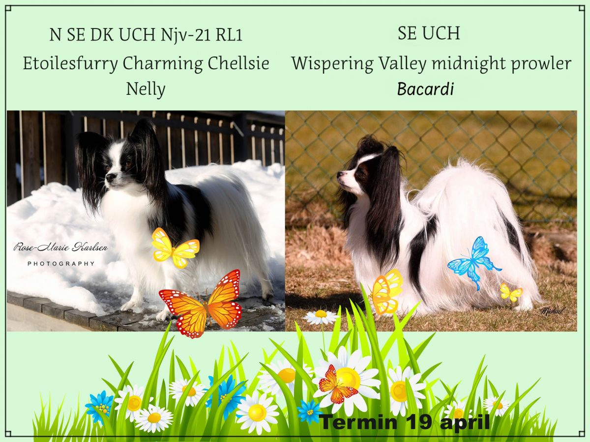 Valper – Papillon & Phalene