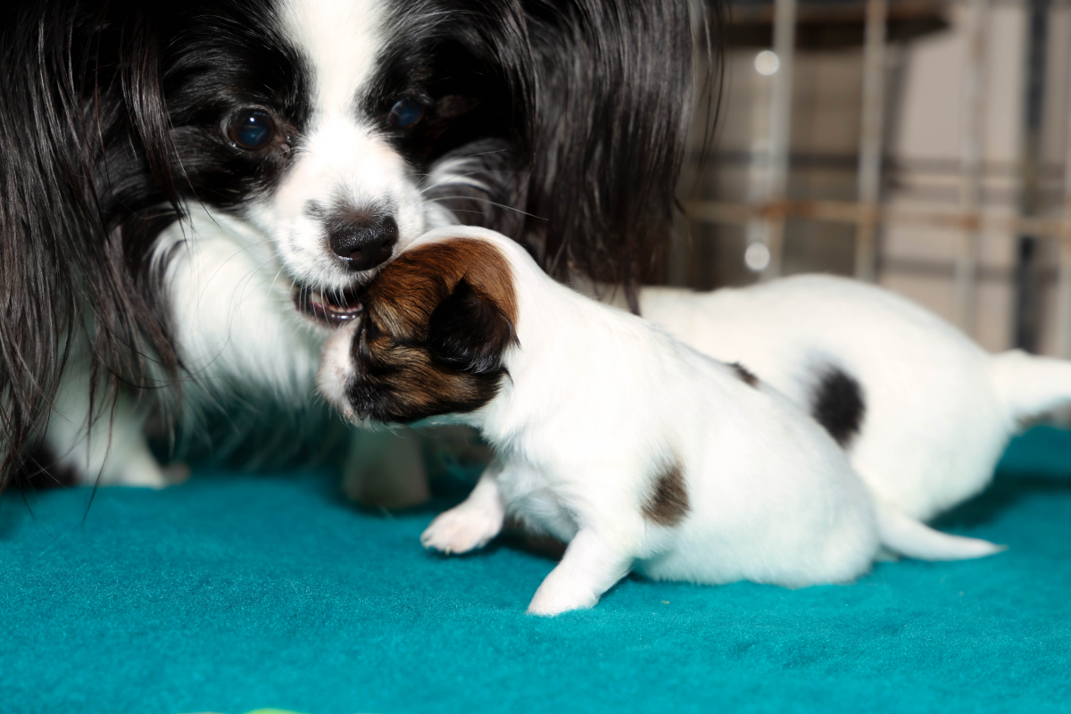 Valper – Papillon & Phalene