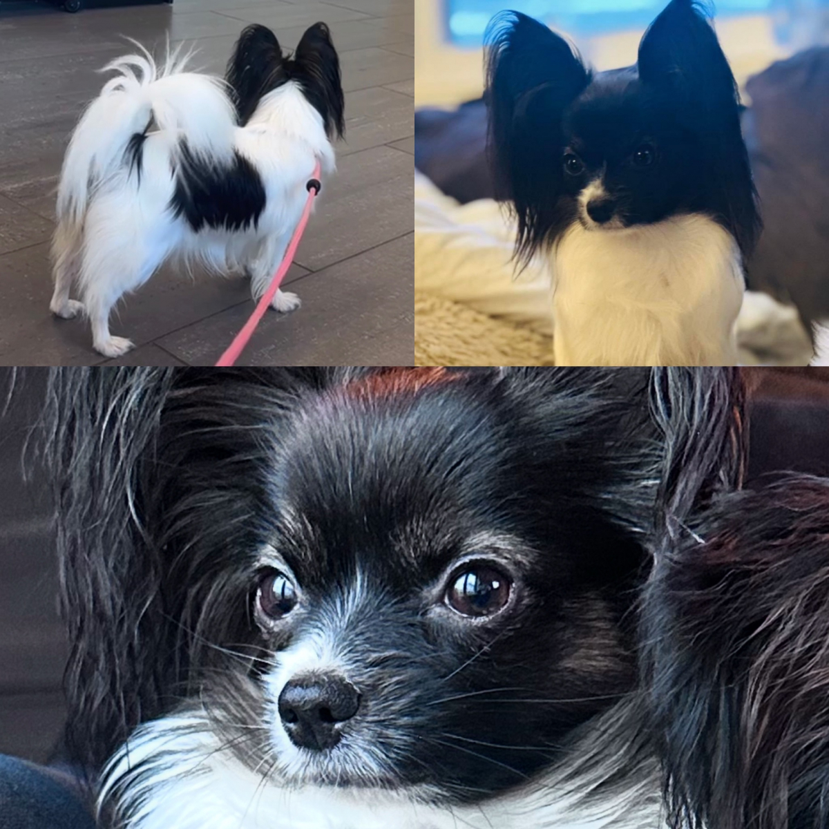 Valper – Papillon & Phalene