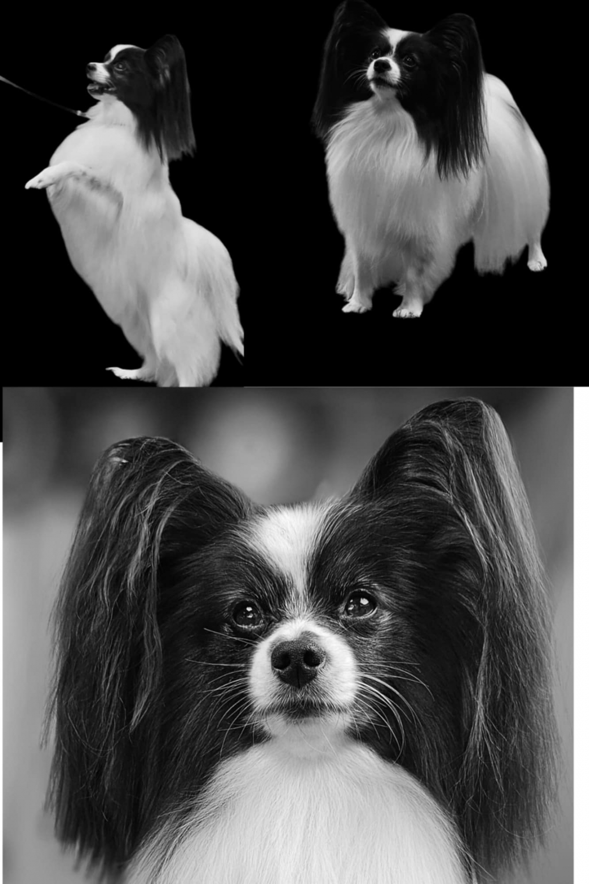 Valper – Papillon & Phalene