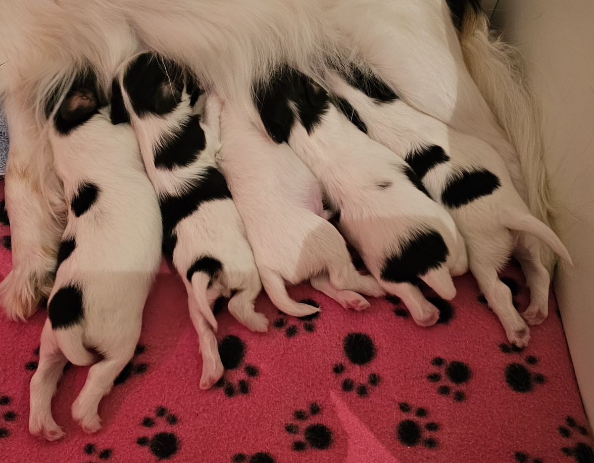 Valper – Papillon & Phalene