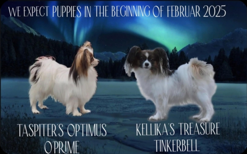 Valper – Papillon & Phalene