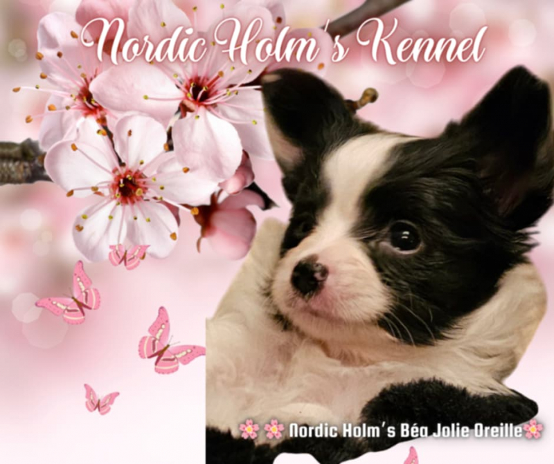 Valper – Papillon & Phalene