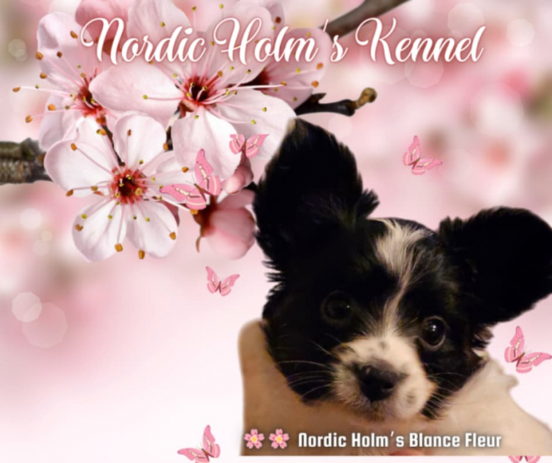 Valper – Papillon & Phalene