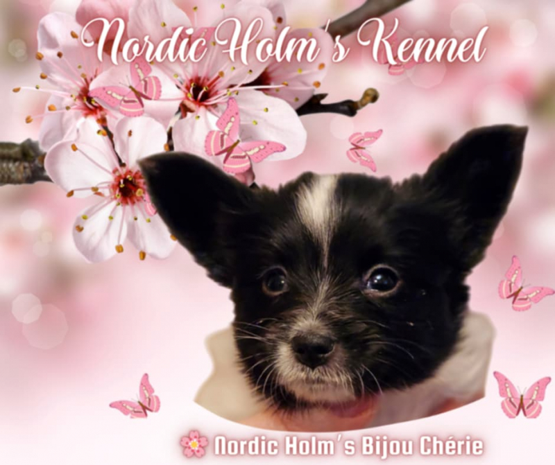 Valper – Papillon & Phalene