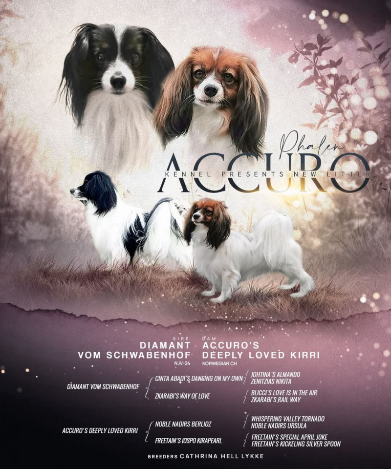 Valper – Papillon & Phalene