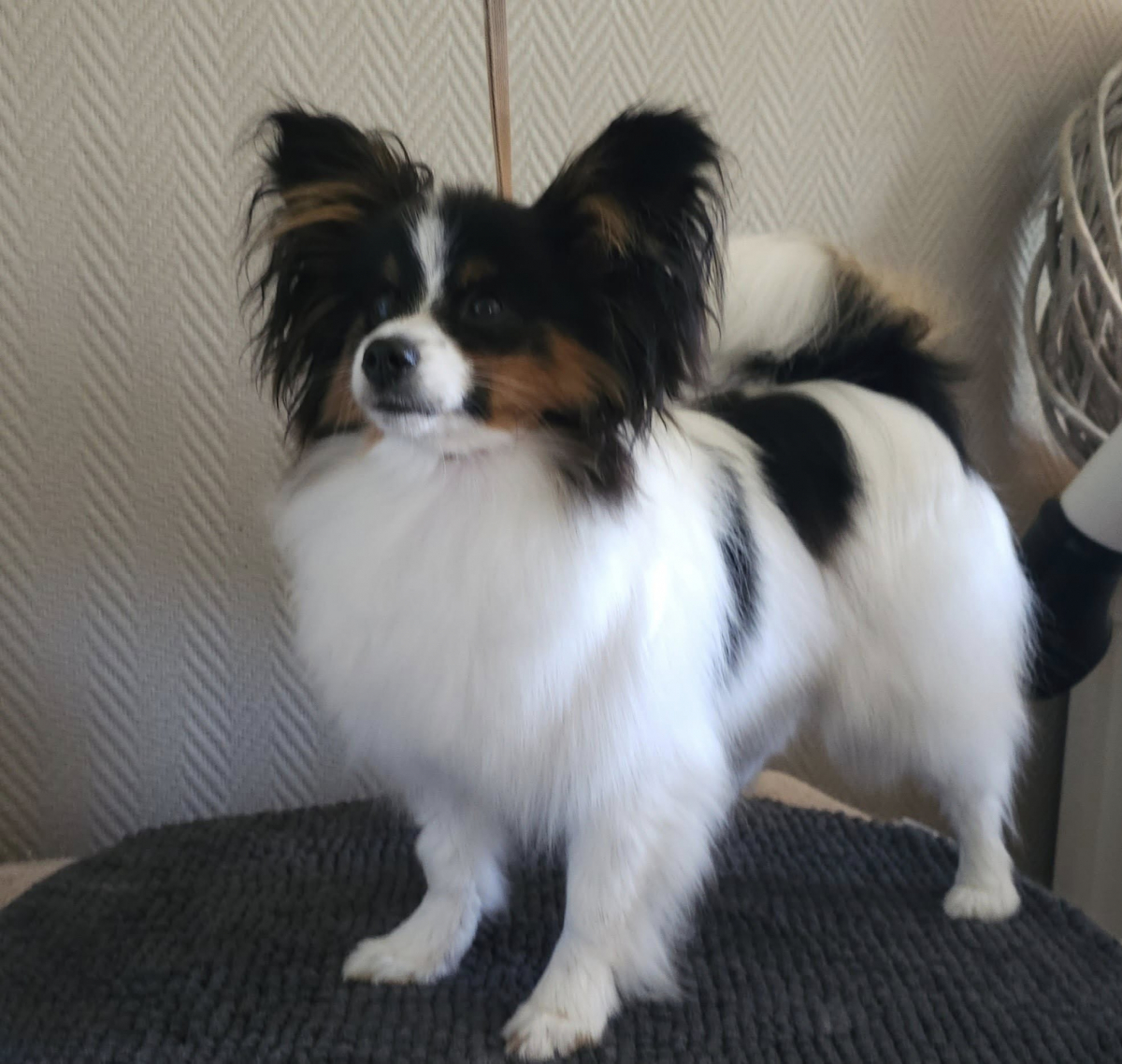 Valper – Papillon & Phalene