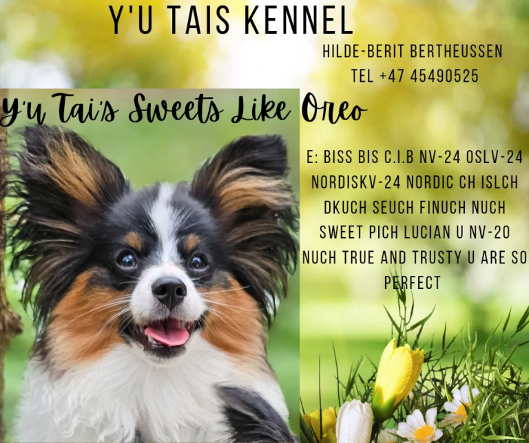 Valper – Papillon & Phalene