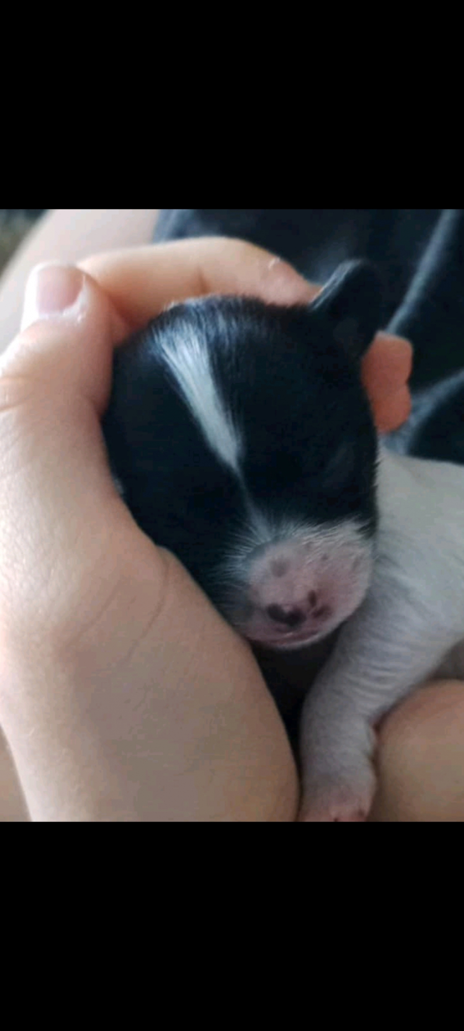 Valper – Papillon & Phalene