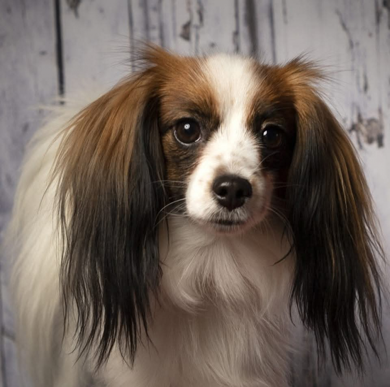 Valper – Papillon & Phalene